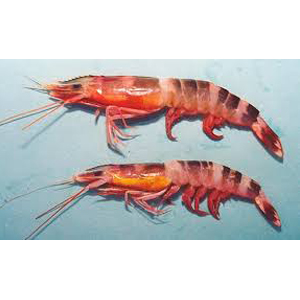 Rainbow shrimp - Ghani Win